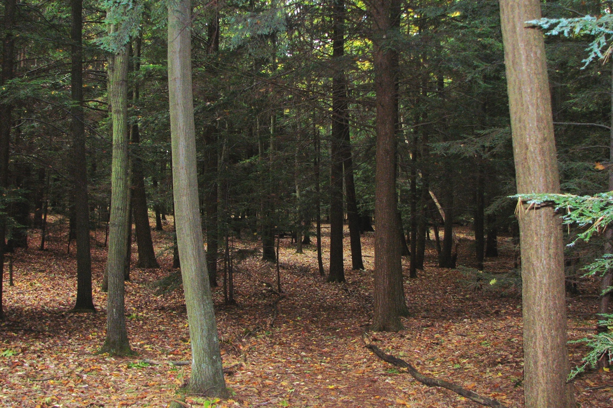 Whitey's Woods: Lake Harbor Park - Land Conservancy of West Michigan