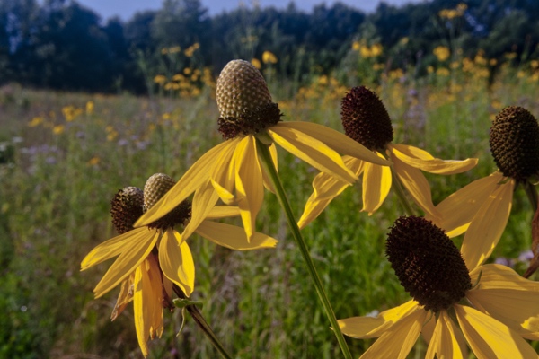 Planting a Prairie - Land Conservancy of West Michigan
