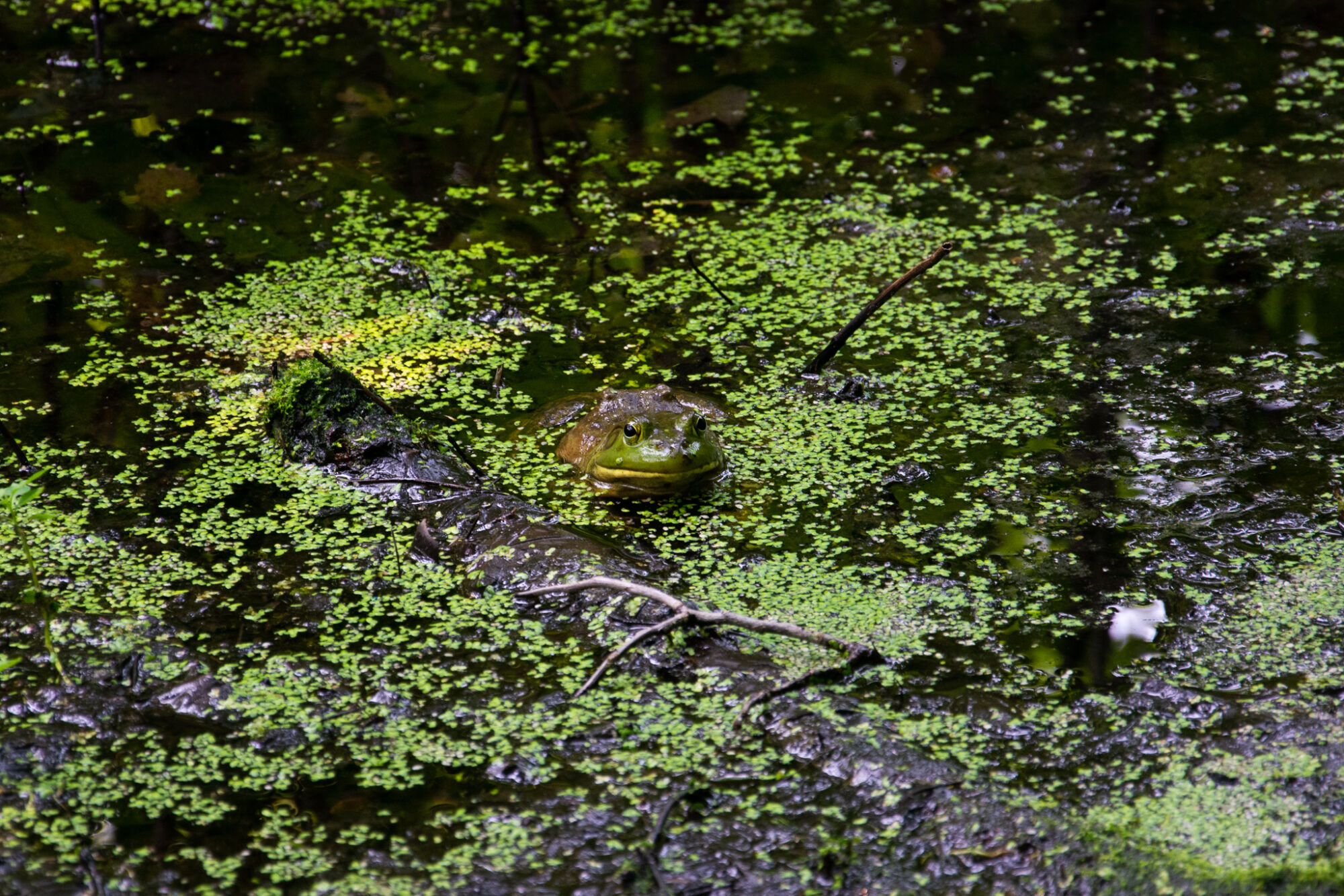 Frogs at the Bog | SOLD OUT - Land Conservancy of West Michigan