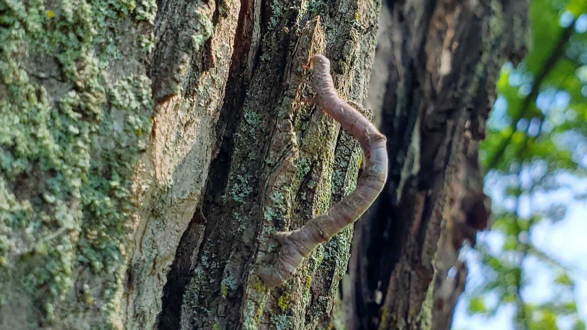 Hope, in the shape of a caterpillar, in the shape of a stick - Land ...