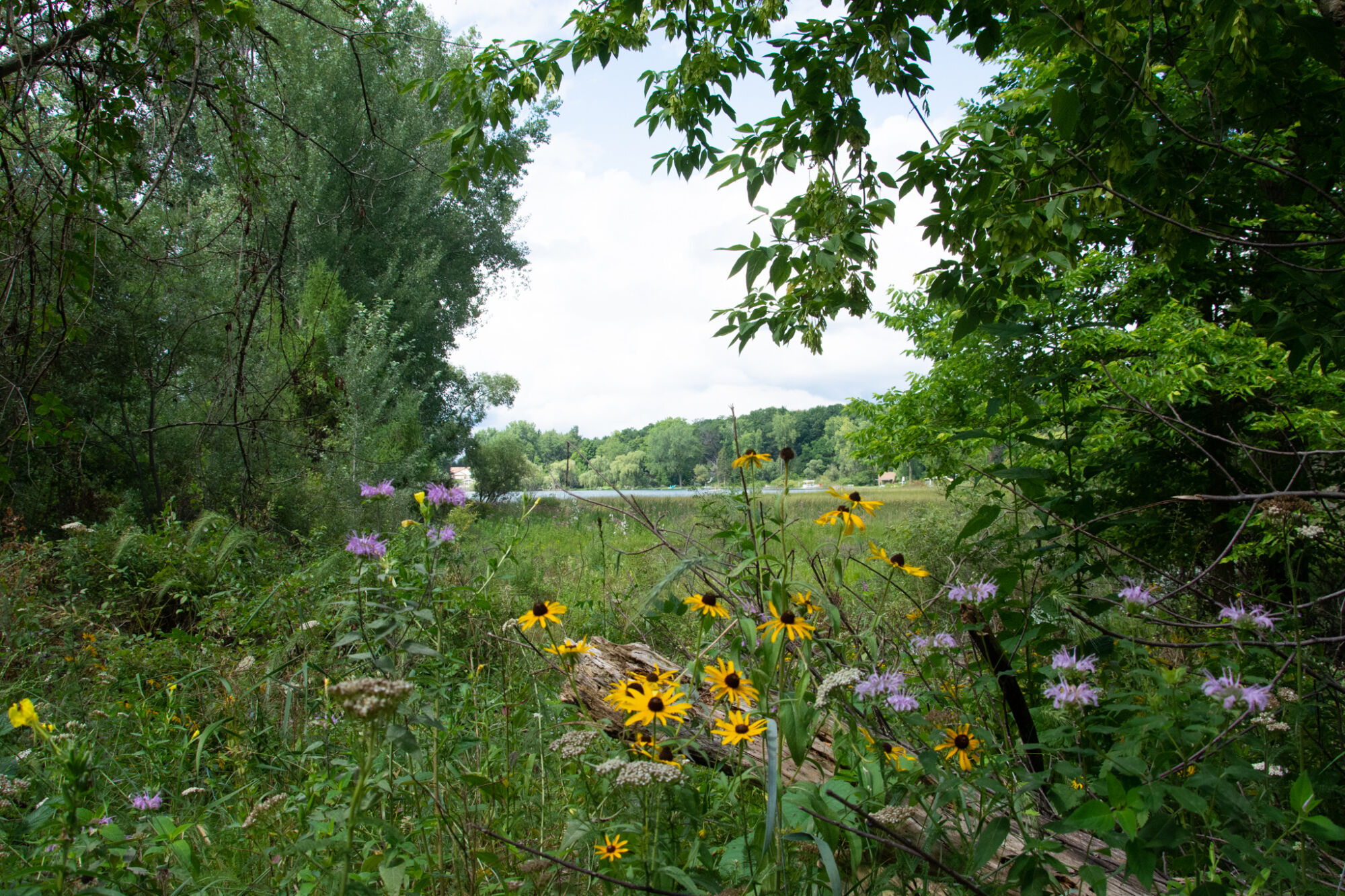 Celebrating success in the prairie fen - Land Conservancy of West Michigan